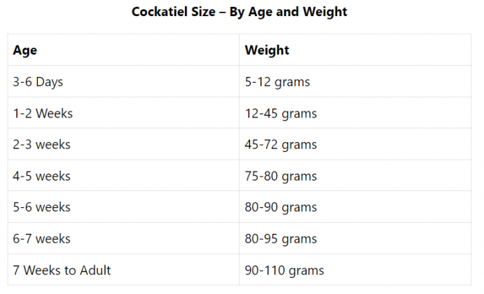 How To Make Cockatiel Gain Weight? (In 7 Days) - Petsmond
