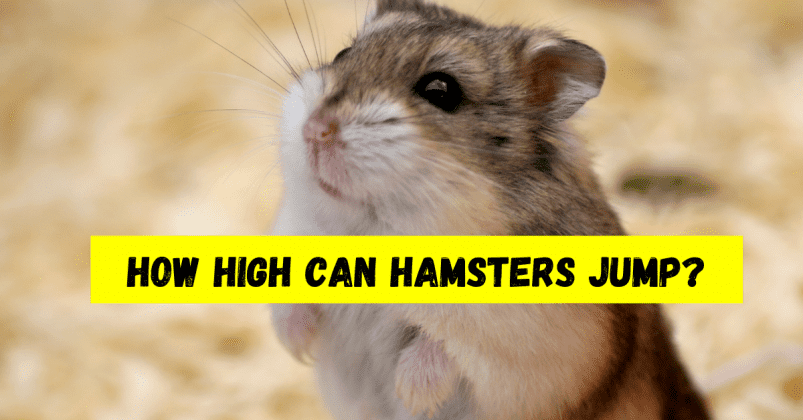 How High Can Hamsters Jump? (And Tips For Safe Jumps) - Petsmond