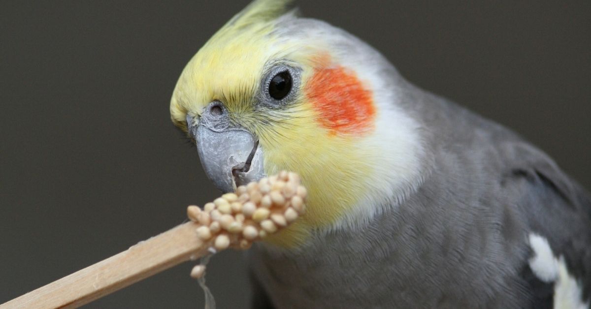 Do Parakeets Have Taste Buds? (Bird Senses Reviewed) - Petsmond