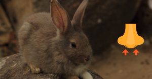 Why Does My Rabbit Smell Like Onions? (Easy Home Remedies) - Petsmond