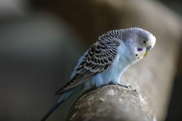 Why Do Parakeets Have Black Spots On Head? (Solutions Included!) - Petsmond