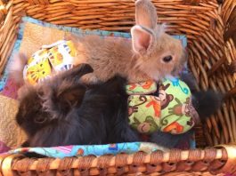 Do Rabbits Change Color In Winter (When To Worry?) - Petsmond