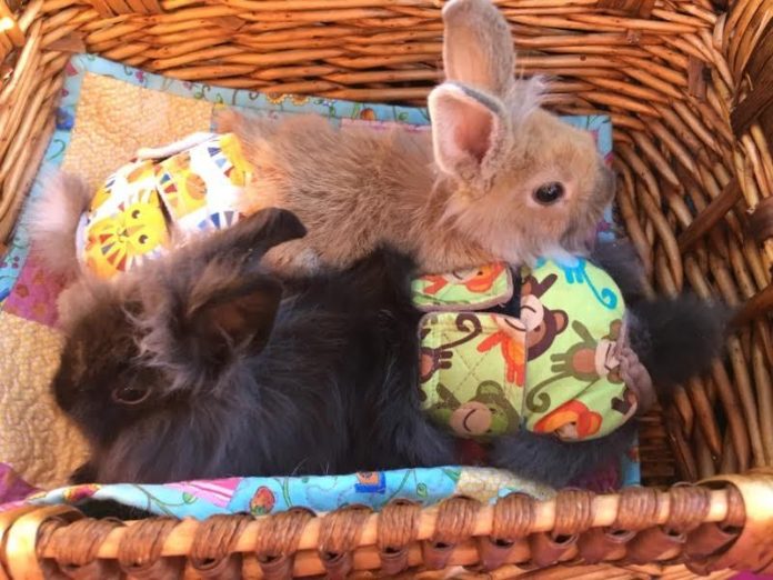 Do Rabbits Change Color In Winter (When To Worry?) - Petsmond