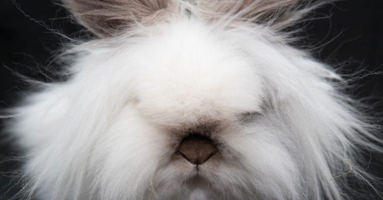 The Step By Step Guide To Trim Your Lionhead Rabbit’s Fur (Don't Miss ...