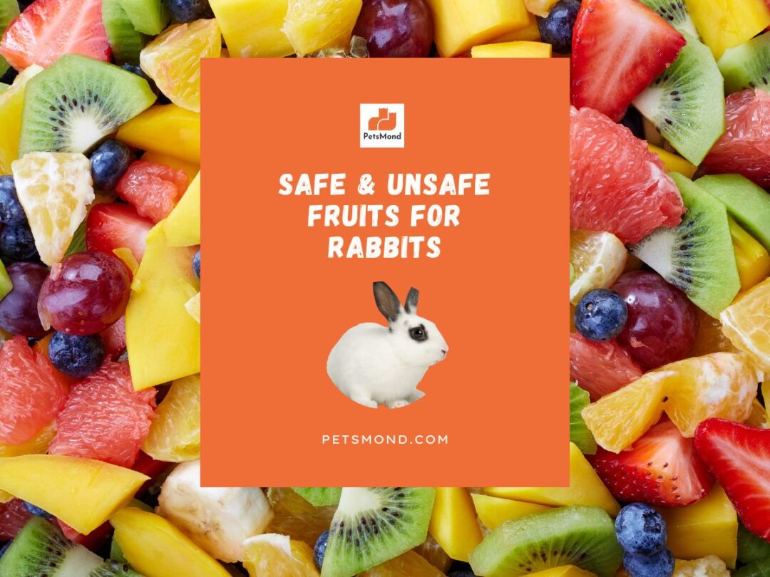 28 Fruits Safe For Rabbits (& 8 Unsafe Fruits) - Petsmond