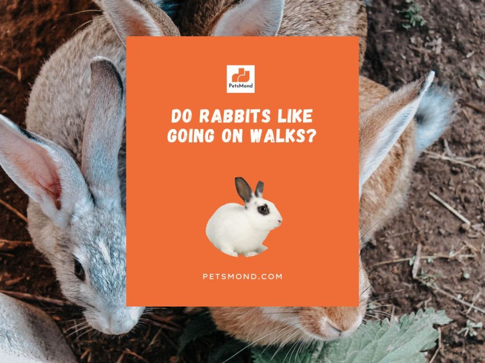 How Often Do Rabbits Go Into Heat? (Detailed Guide) - Petsmond