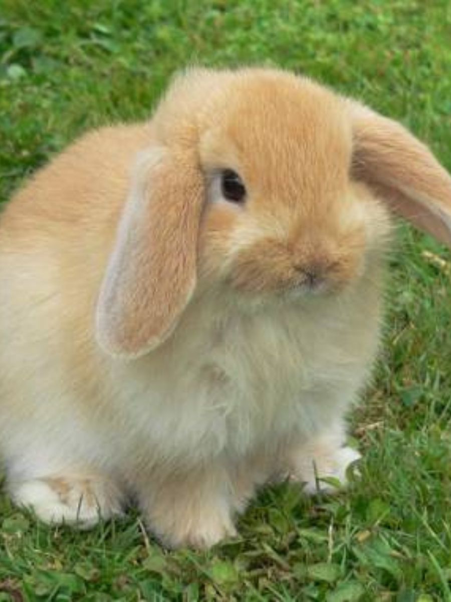 Heard Of Rabbit Breeds That Are Always Small? Top 9 Listed - Petsmond