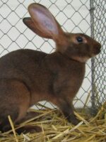 9 Rabbit Breeds That Are Perfect for Outdoor Living - Petsmond