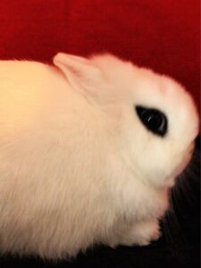 Heard Of Rabbit Breeds That Are Always Small? Top 9 Listed - Petsmond