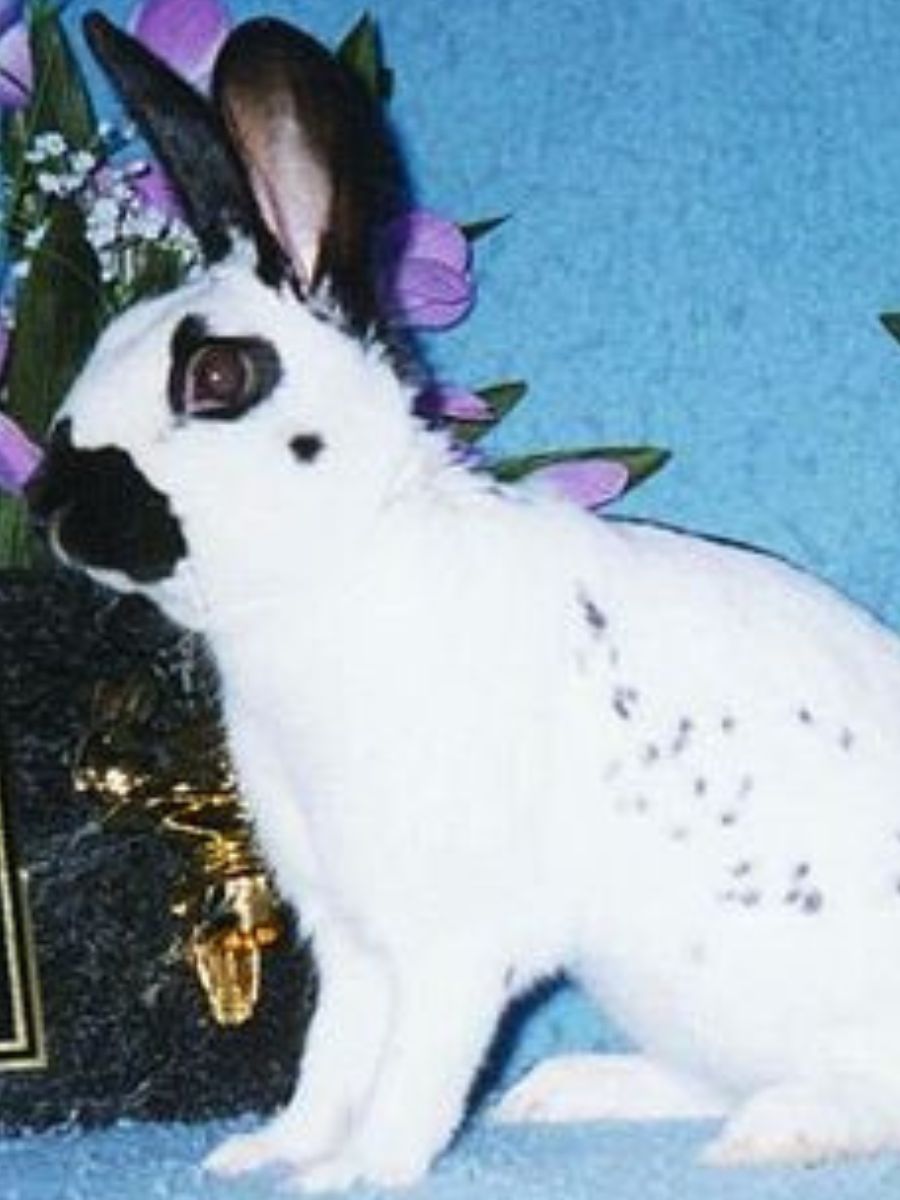 First-Time Rabbit Owner? These 8 Breeds Are For You (Based On Data ...