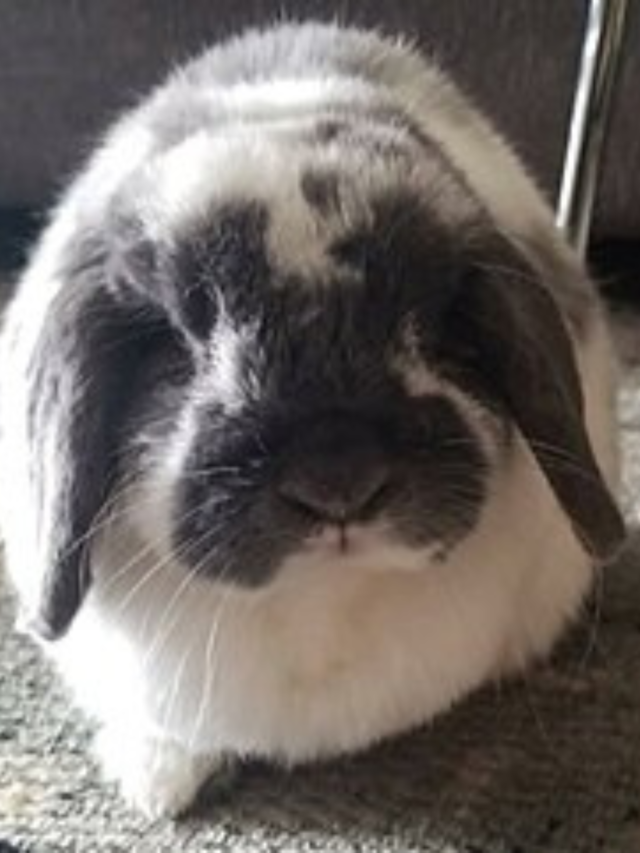 6 Rabbit Breeds That Make Surprisingly Great Therapy Animals - Petsmond