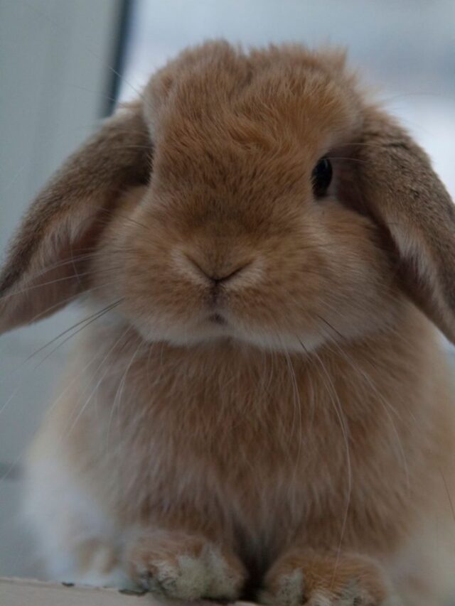 9 Most Independent Rabbit Breeds for Those Who Want Low-Maintenance ...