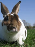 8 Most Affectionate Rabbit Breeds - Petsmond