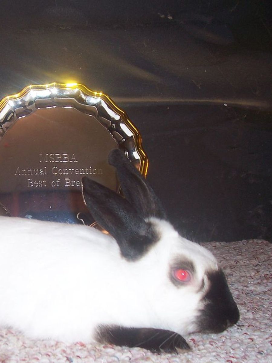 9 Most Independent Rabbit Breeds for Those Who Want Low-Maintenance ...