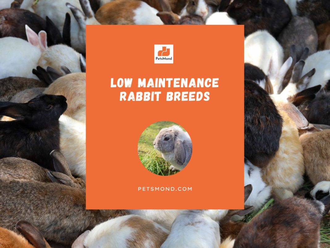 9 Most Independent Rabbit Breeds for Those Who Want Low-Maintenance ...