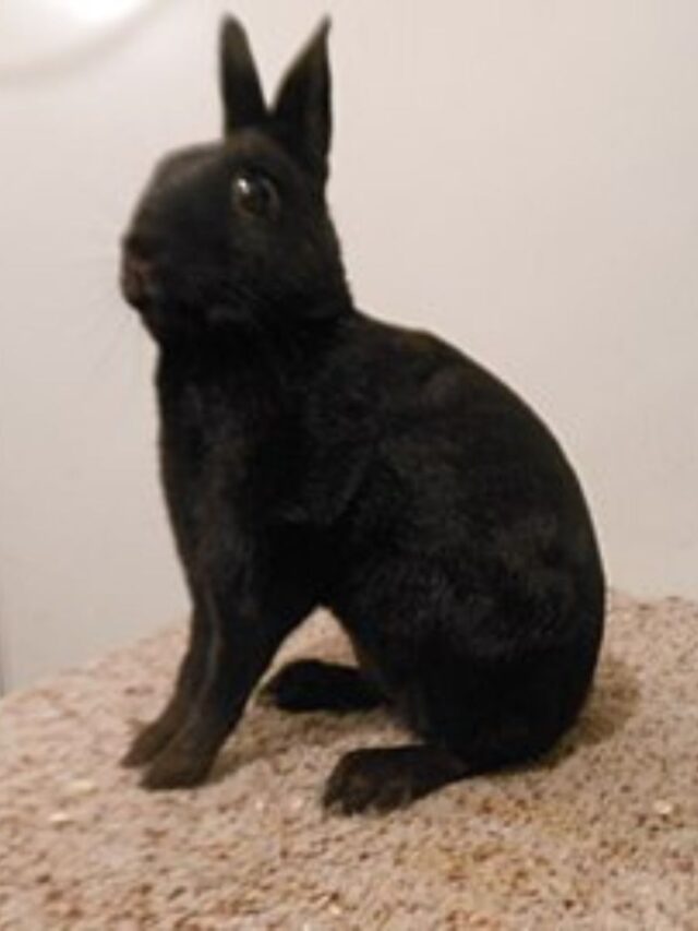 Heard Of Rabbit Breeds That Are Always Small? Top 9 Listed - Petsmond