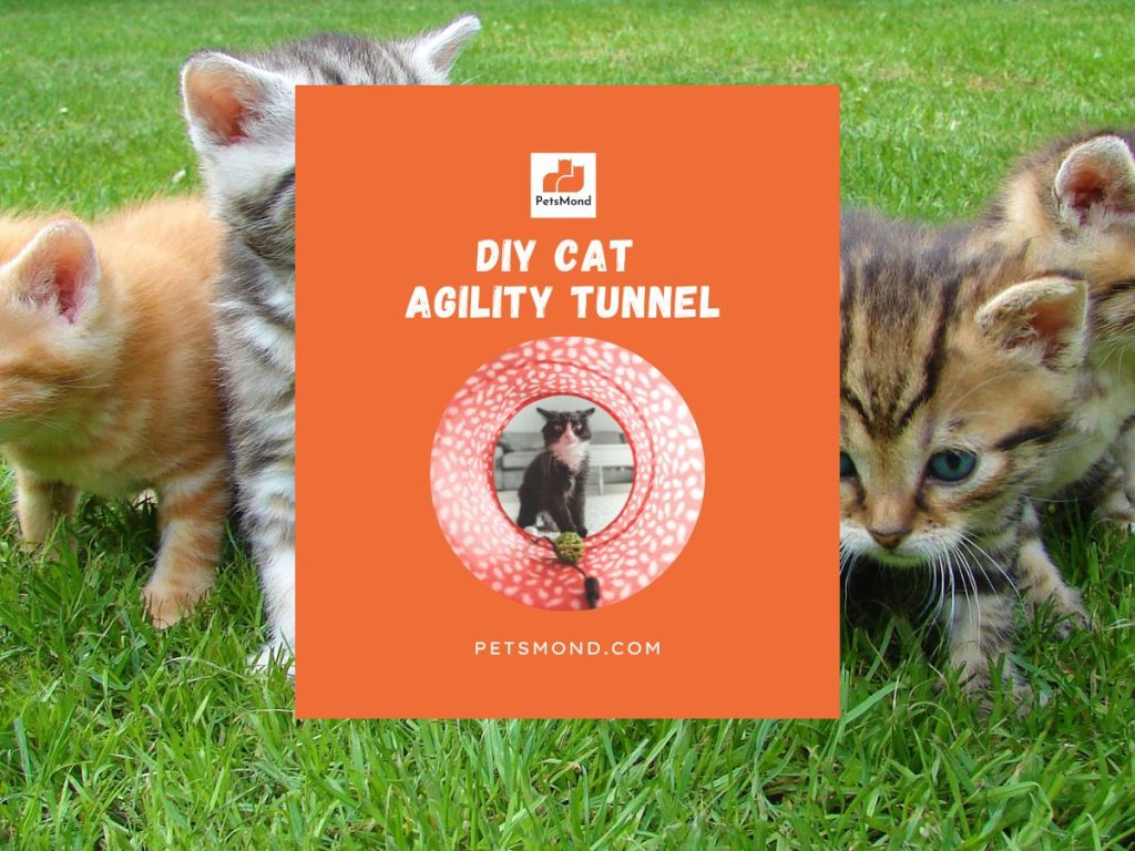 How to Build a DIY Cat Agility Tunnel (Easily) - Petsmond