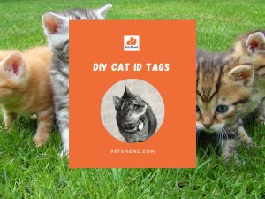 17 DIY Cat ID Tags (Cute & Easy) - Petsmond